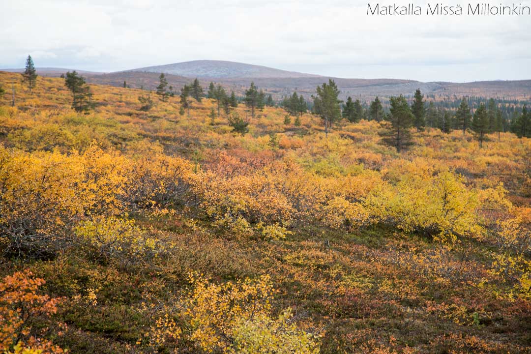 Urho Kekkosen kansallispuisto - Iisakkipään polku - Matkalla Missä ...