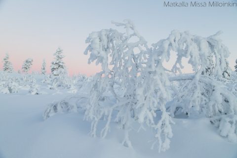 Urho Kekkosen kansallispuisto - Iisakkipään luontopolku talvella ...
