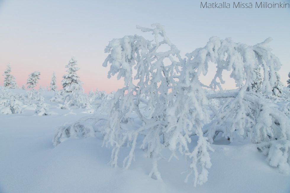 Urho Kekkosen kansallispuisto - Iisakkipään luontopolku talvella ...