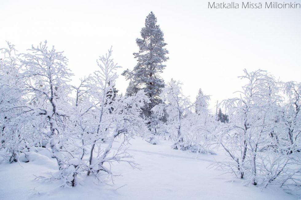 Urho Kekkosen kansallispuisto - Kiirunapolku talvella - Matkalla Missä ...