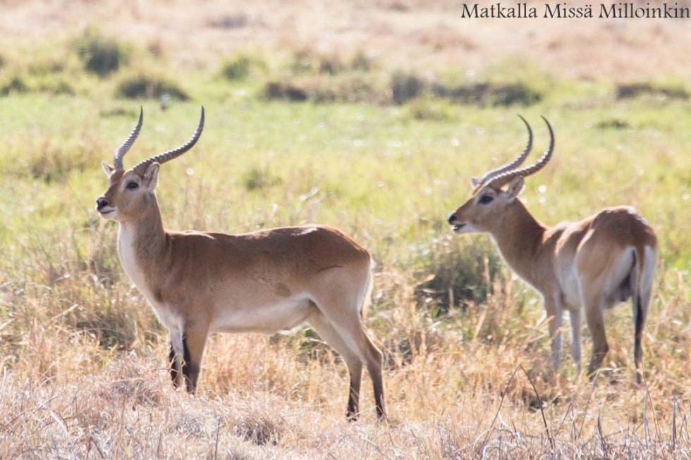 Botswana – Moremi Game Reserve - Matkalla Missä Milloinkin
